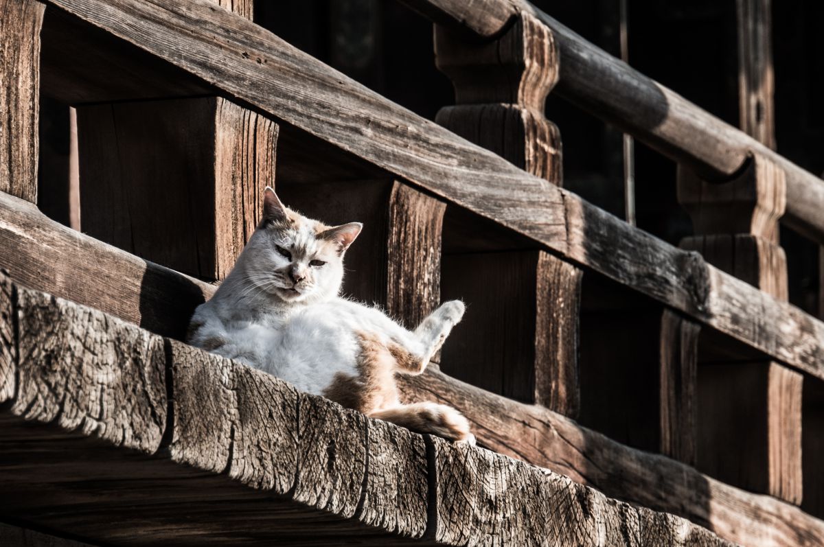 Good Morning,Boss! | GANREF