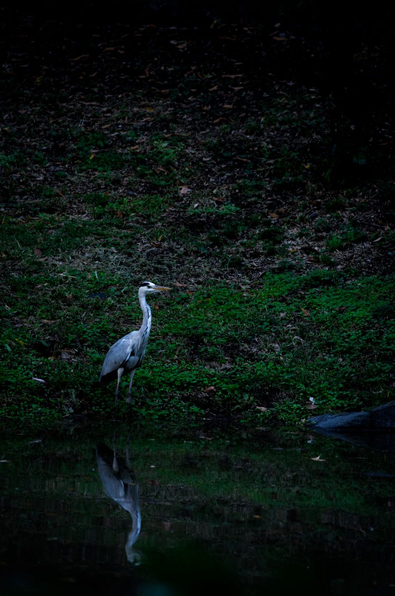 Sentimental | GANREF