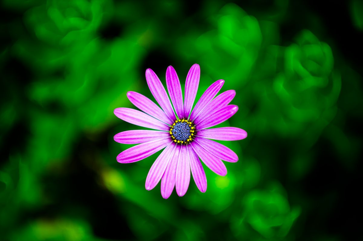 ”succulent plants” | GANREF