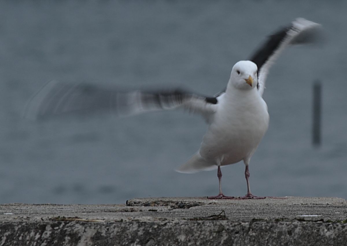 Dance! dance! dance! | GANREF
