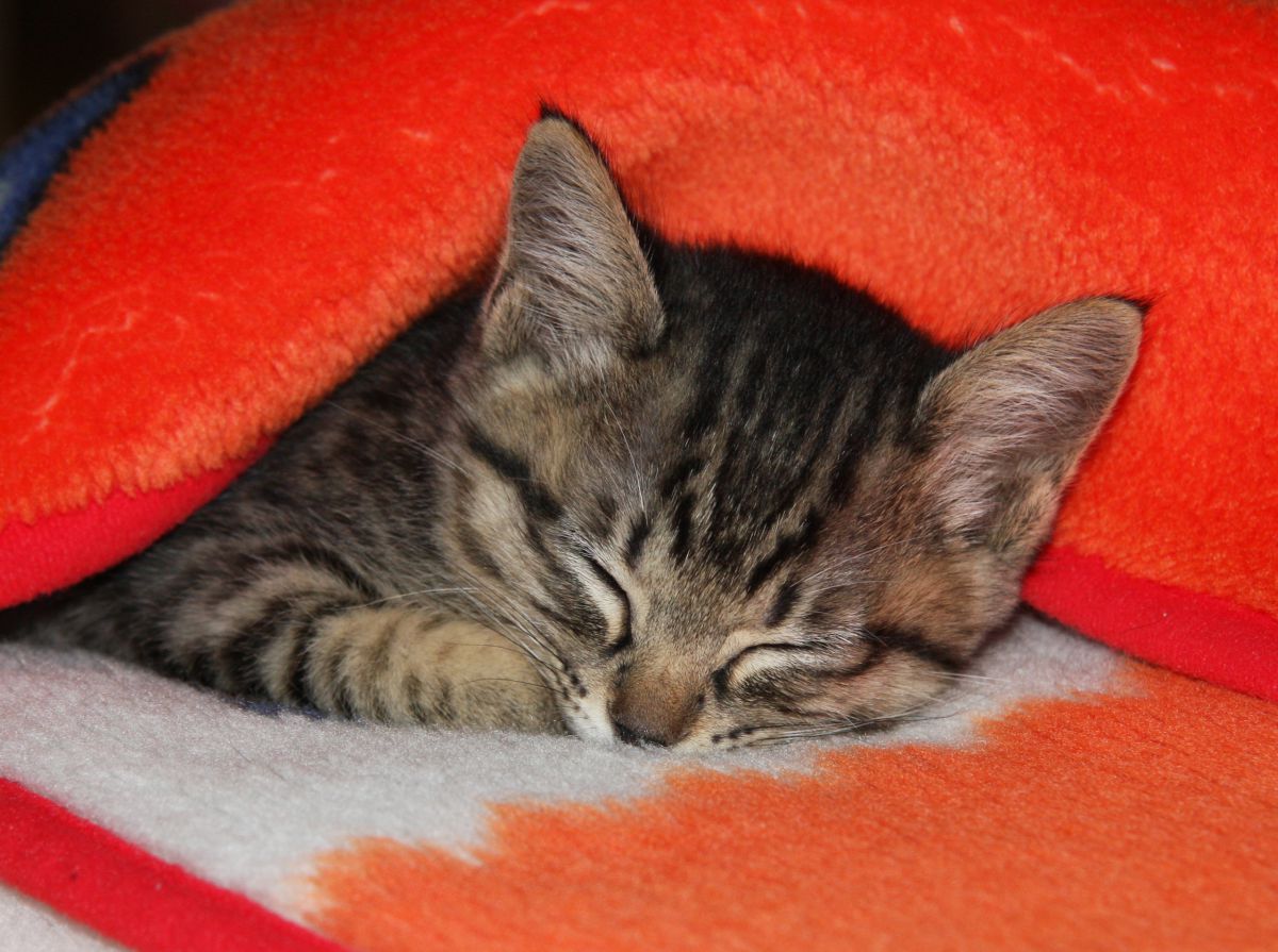 爆(-_-)zzz | GANREF