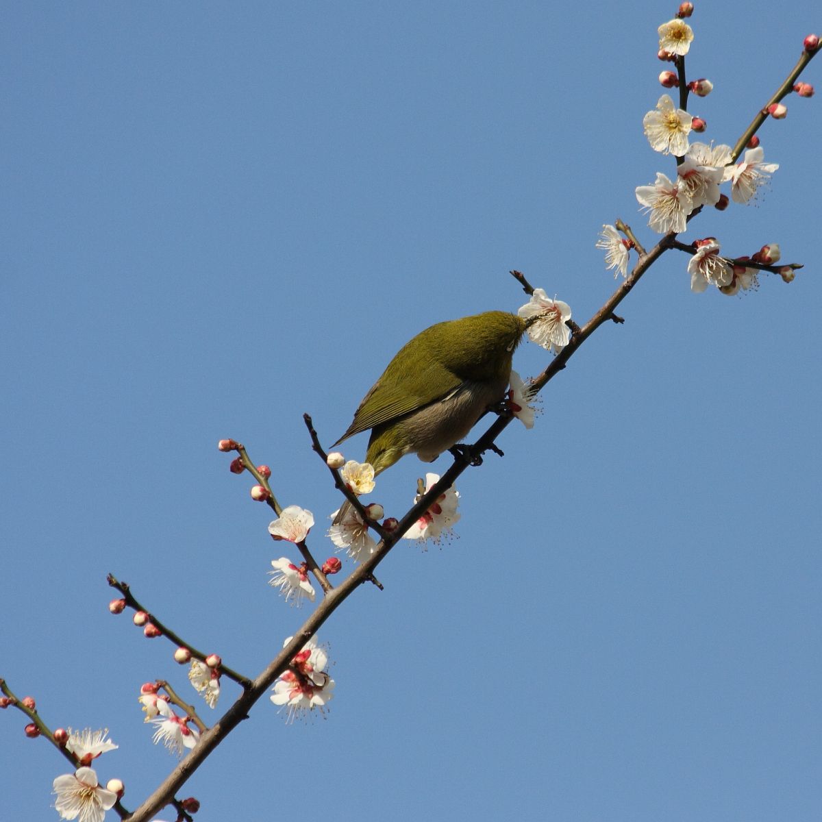 横浜市青葉区榎が丘51 | GANREF