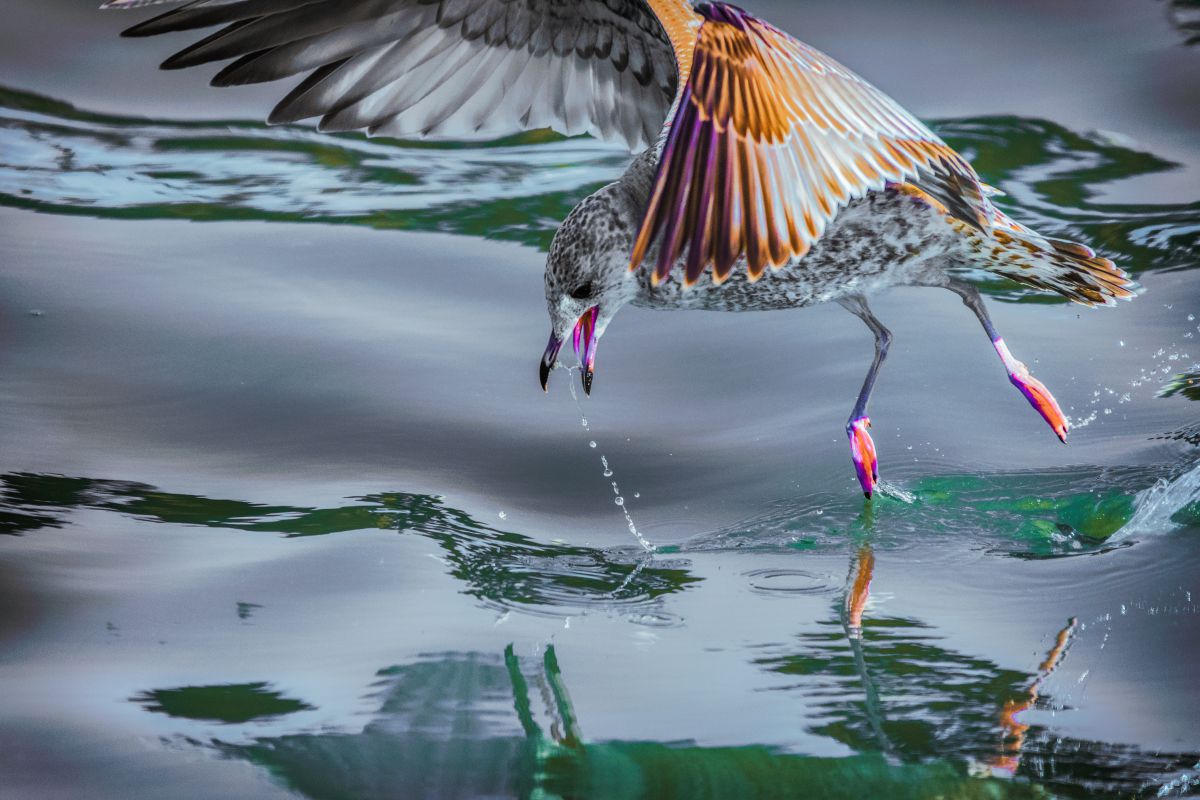 Tricks using water | GANREF