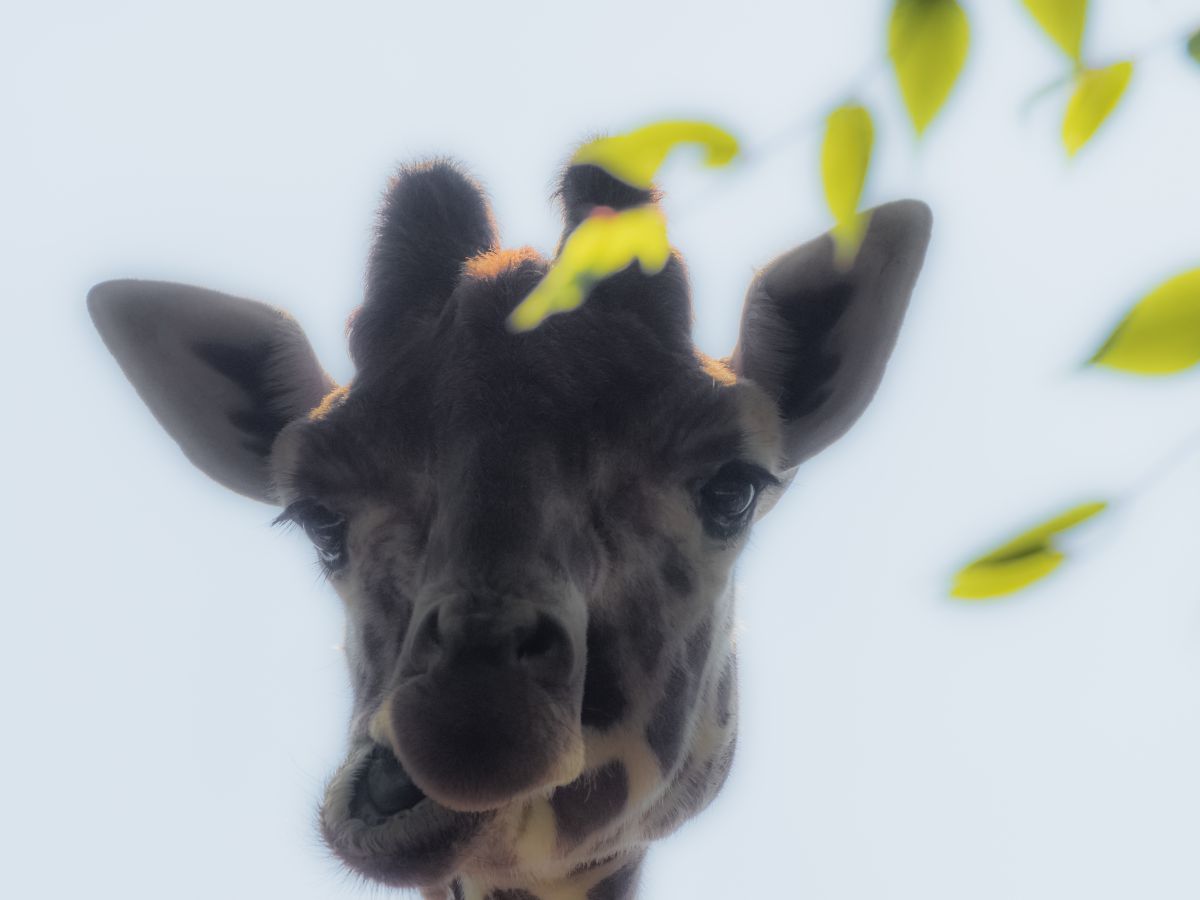 Giraffe of the afternoon | GANREF