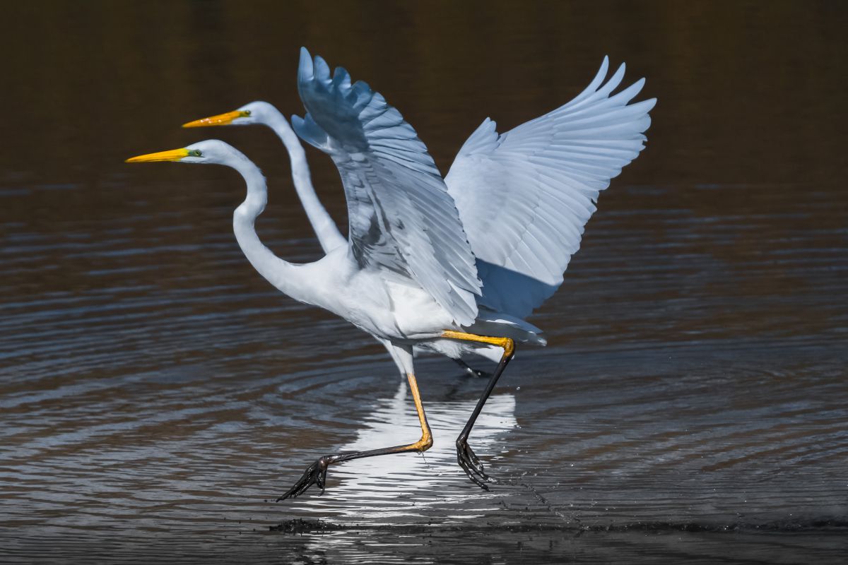 White two birds | GANREF