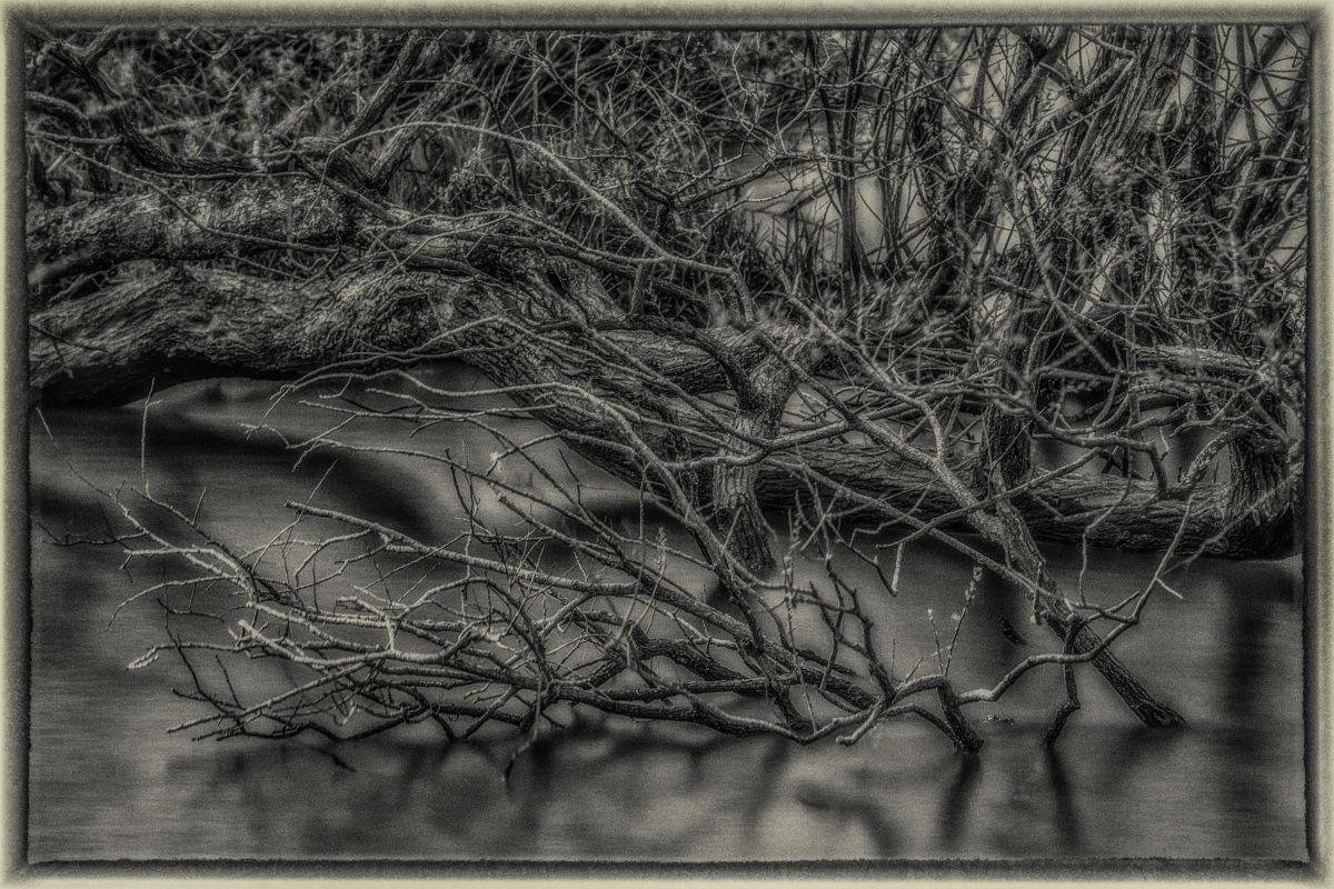 Fallen trees | GANREF