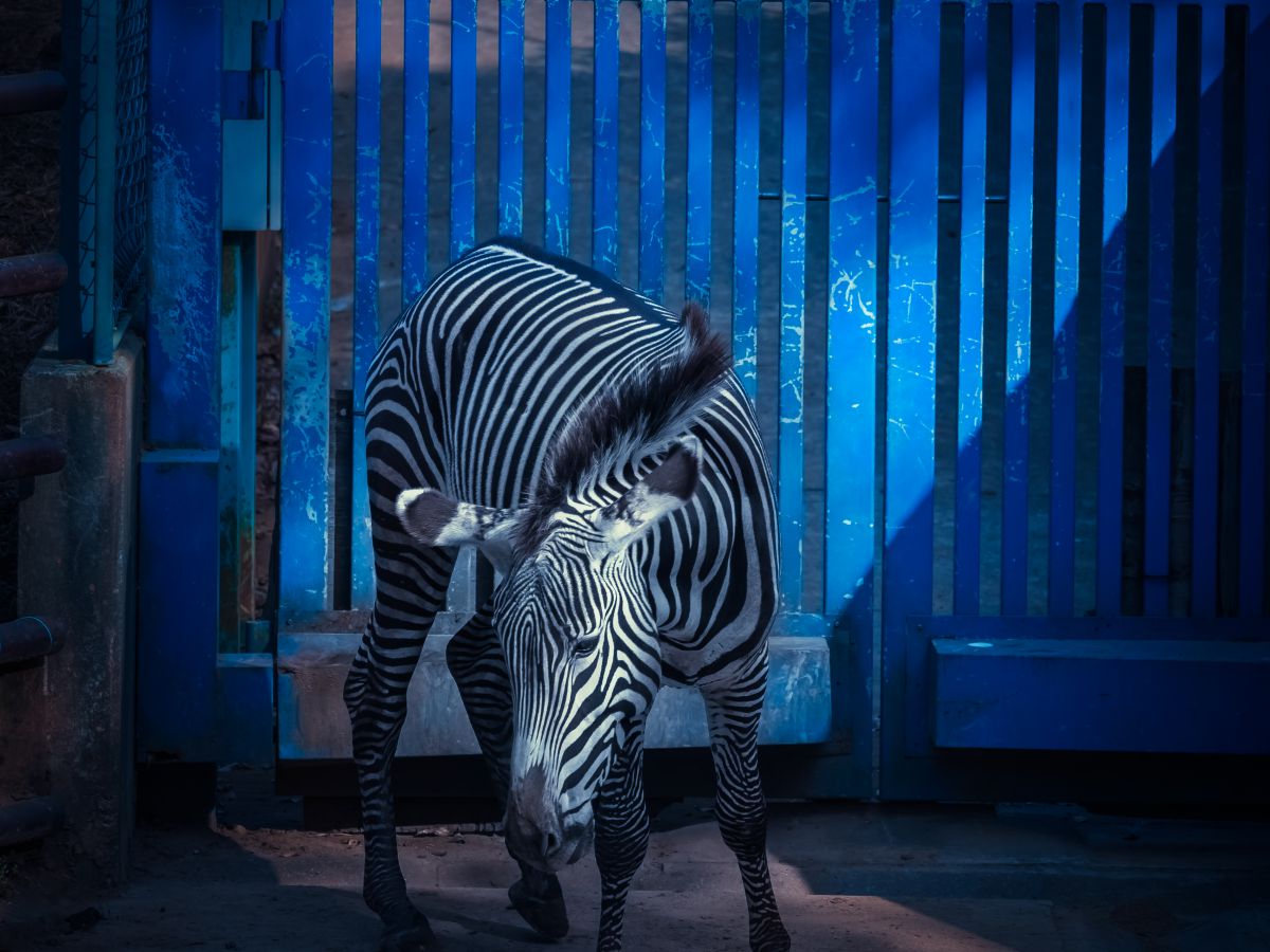 Zebra gate | GANREF