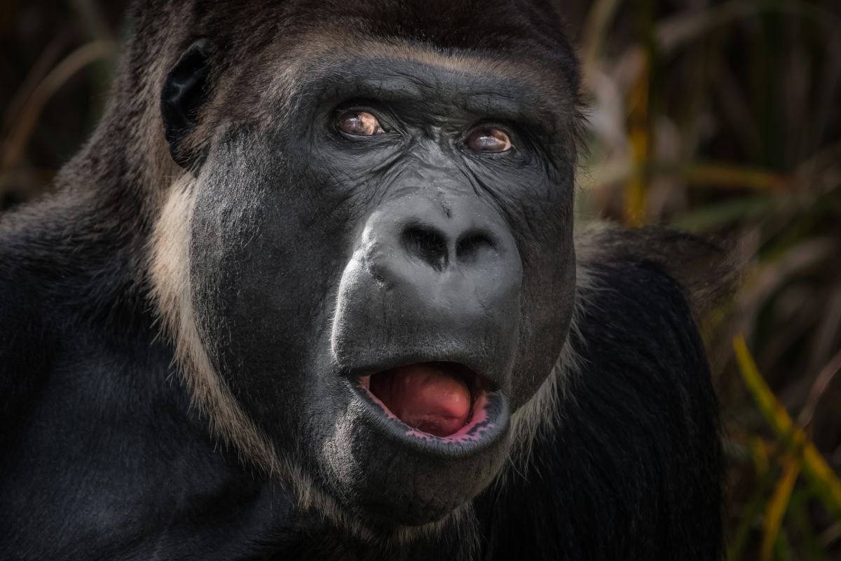 Good-looking | GANREF