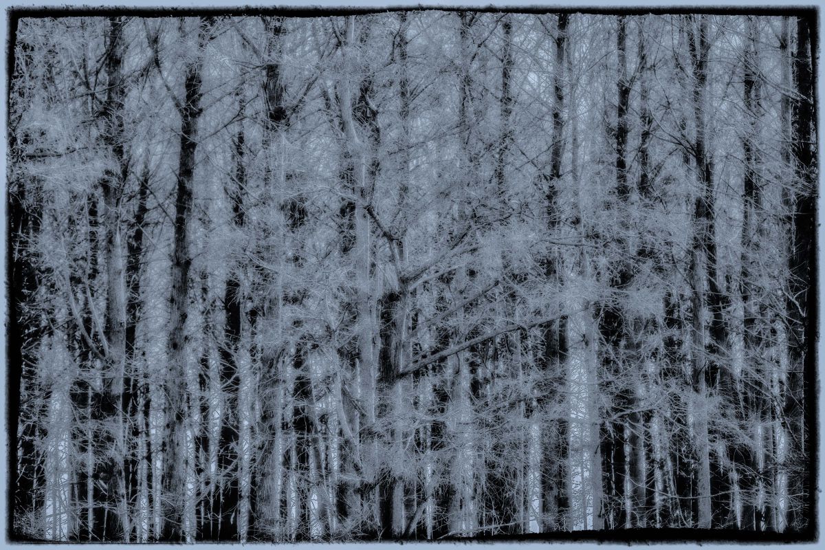 Winter trees | GANREF