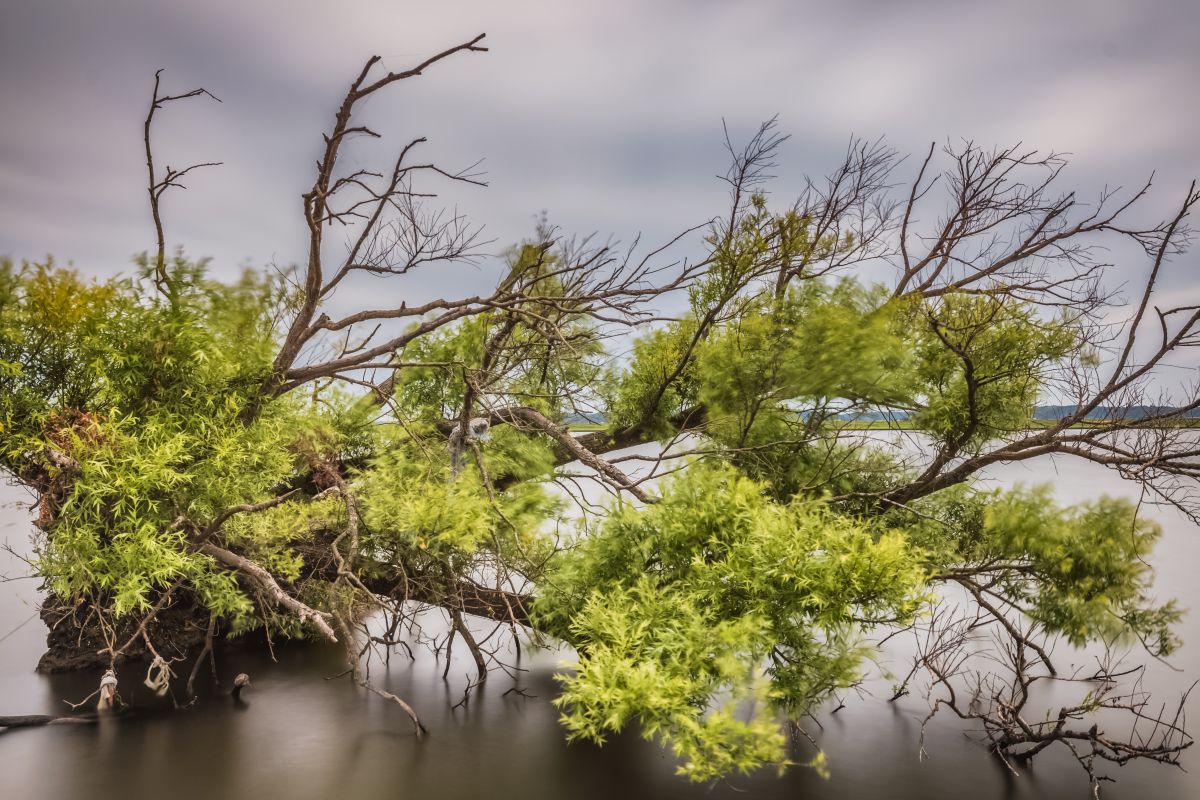 Immortal plant 03 | GANREF