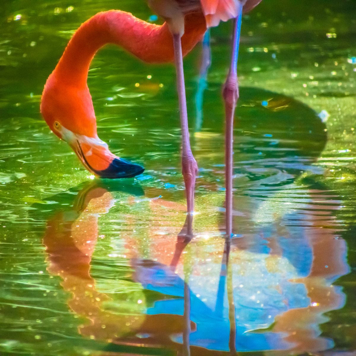 Flamingo colors | GANREF