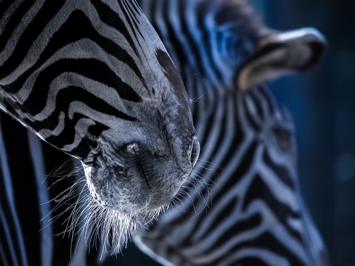 Zebra overlap | GANREF