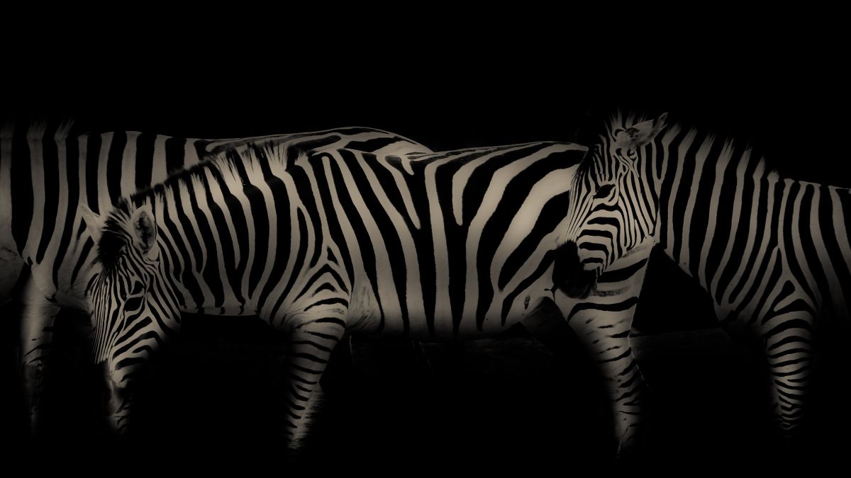 Zebra illusion | GANREF