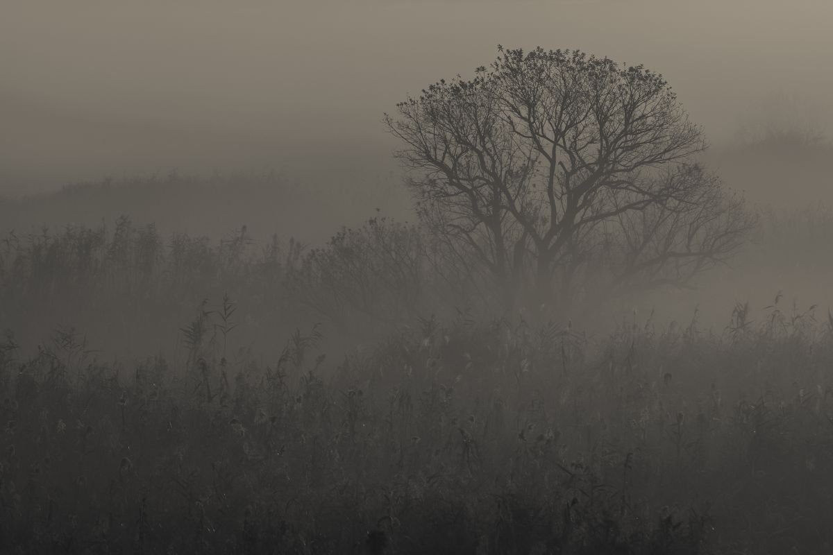 Misty morning | GANREF