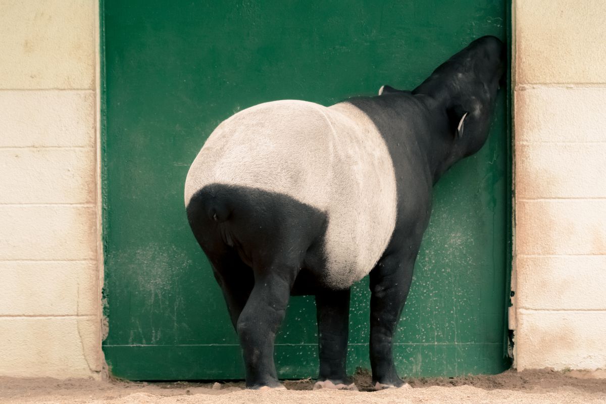 Two-tone and two-tone | GANREF