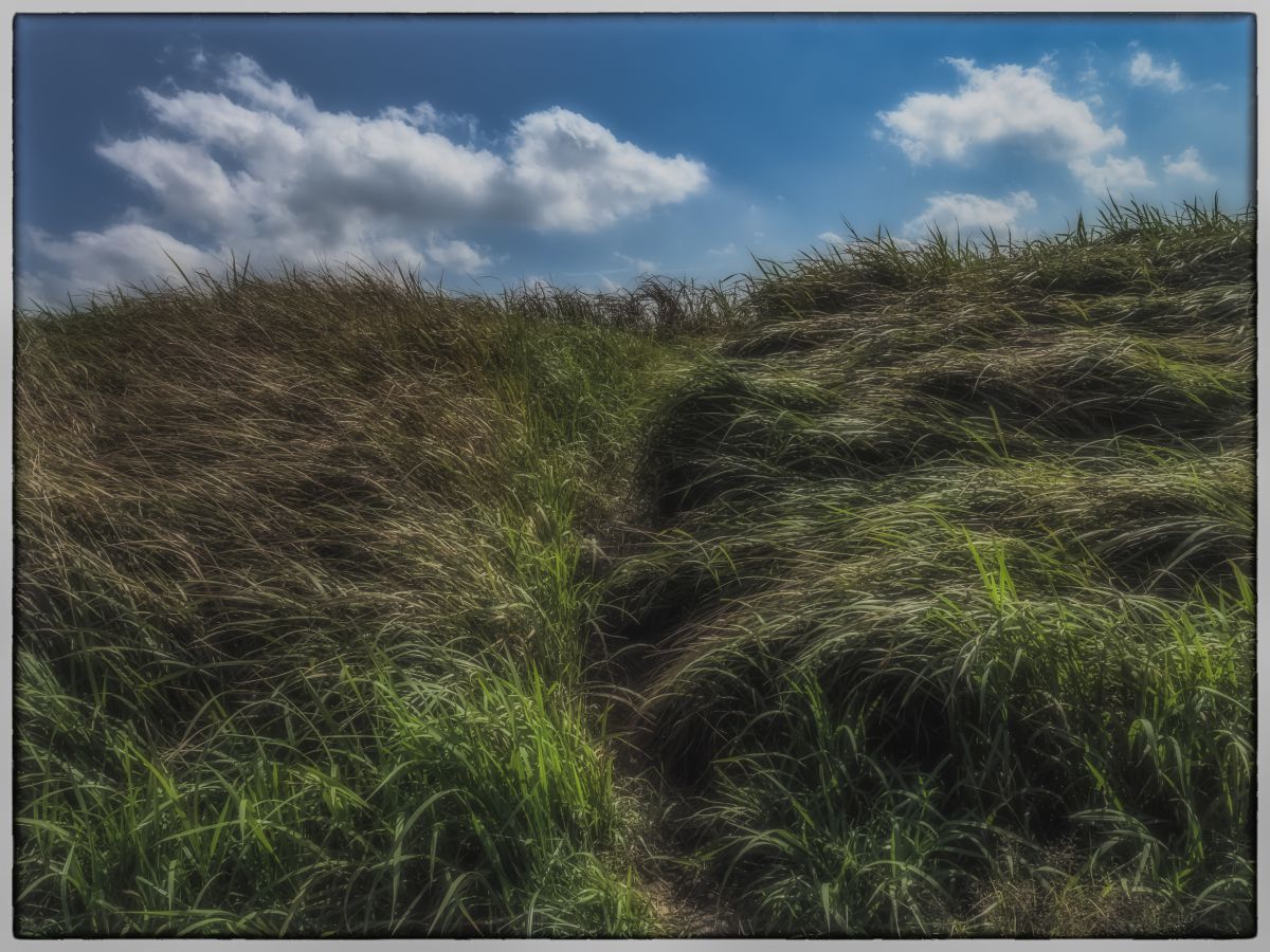 Wind rustles | GANREF