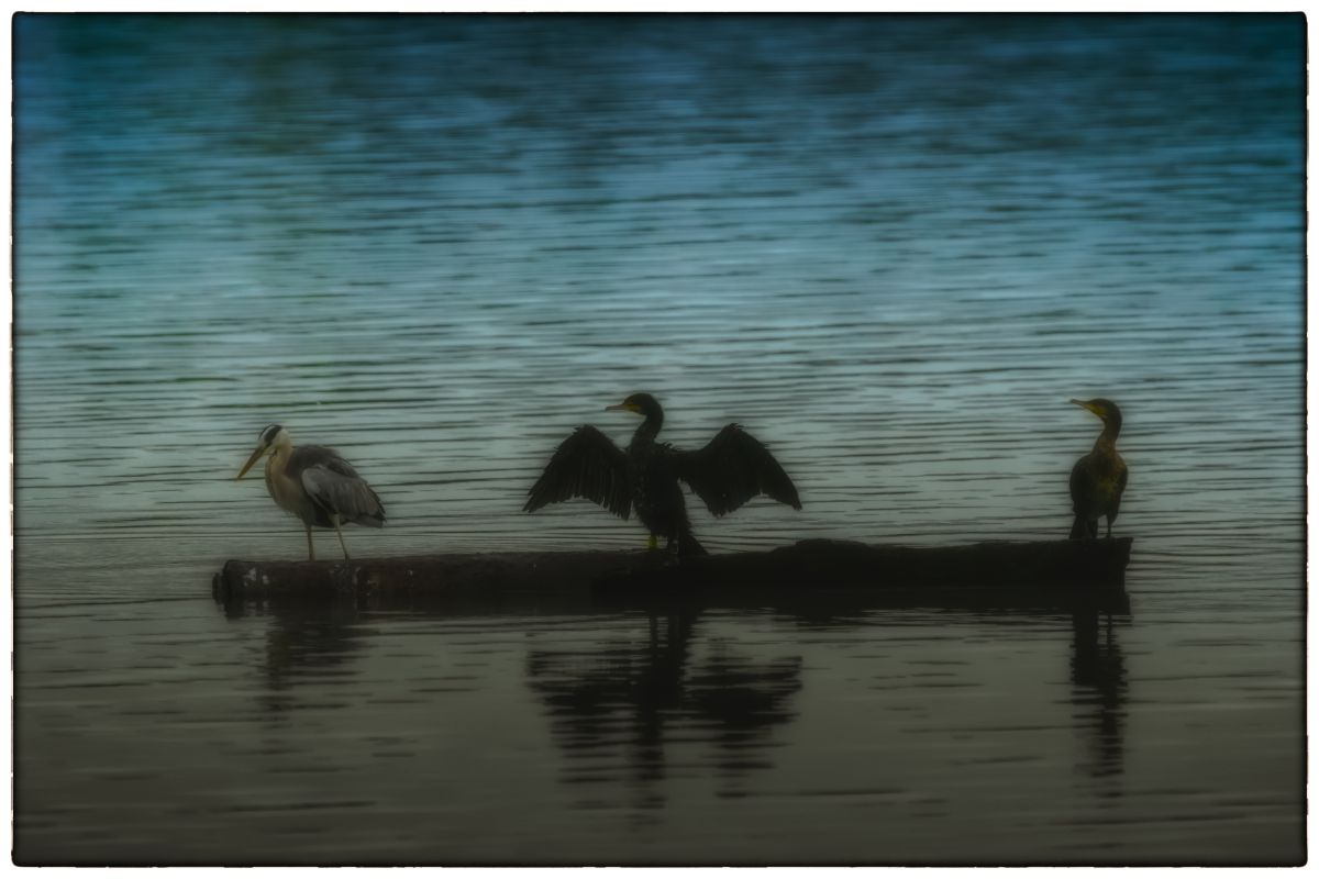 Rest of birds | GANREF