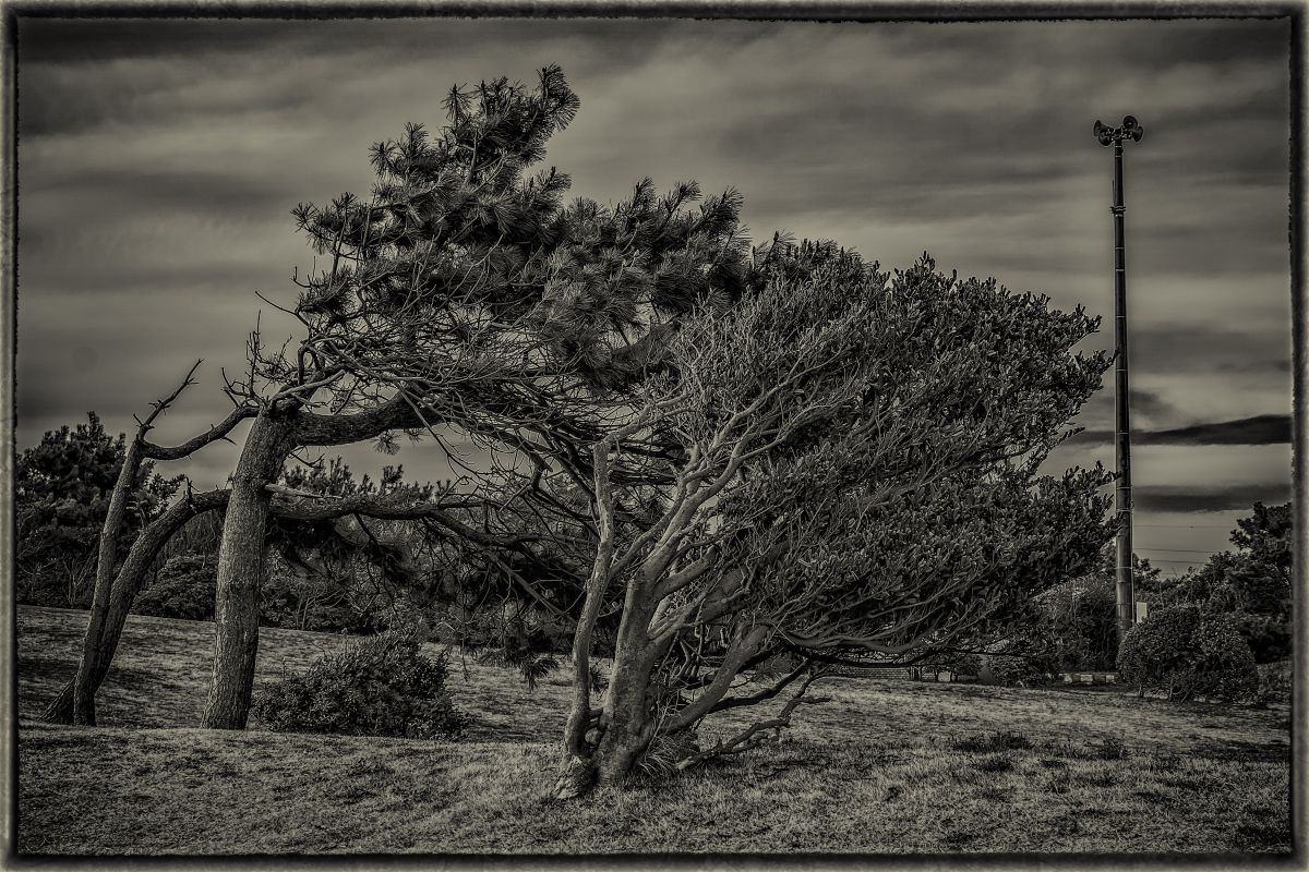 The trace_02 | GANREF