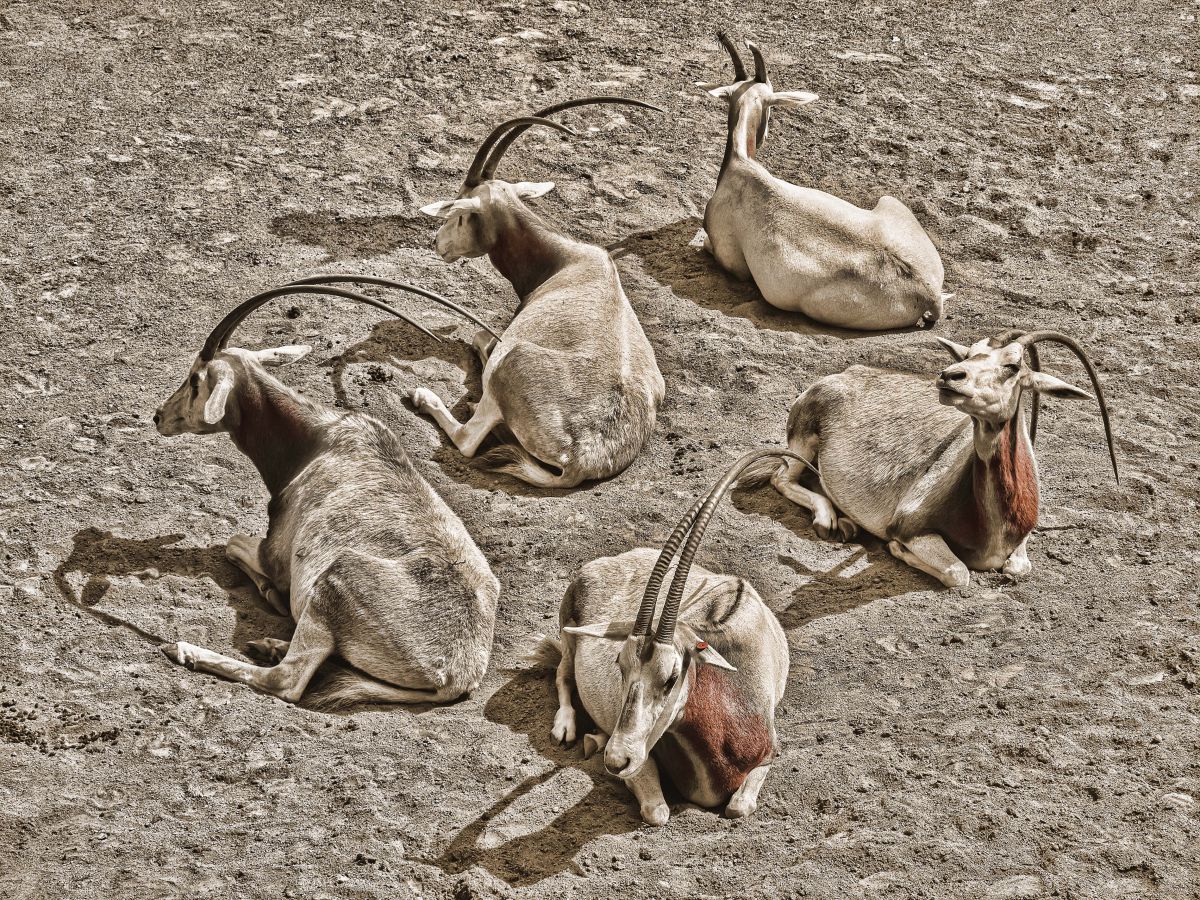 Formation_01 | GANREF