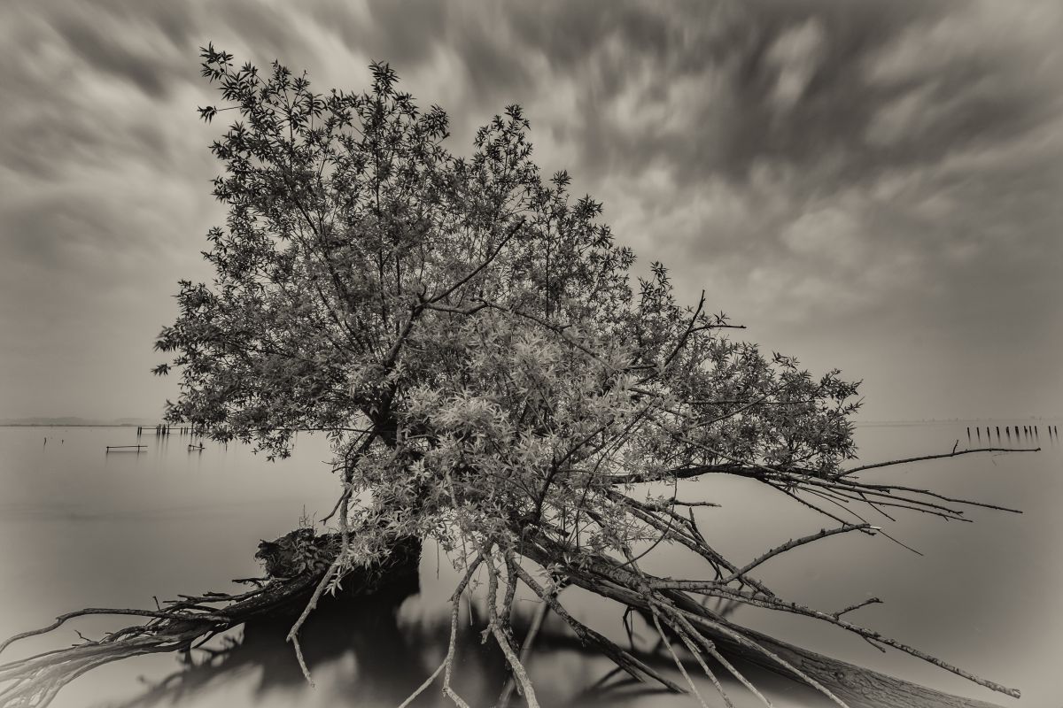 Immortal plant 02 | GANREF