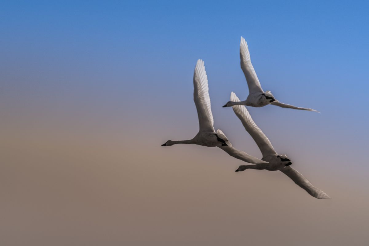 White triangle | GANREF