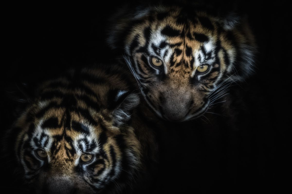 Twin tigers | GANREF