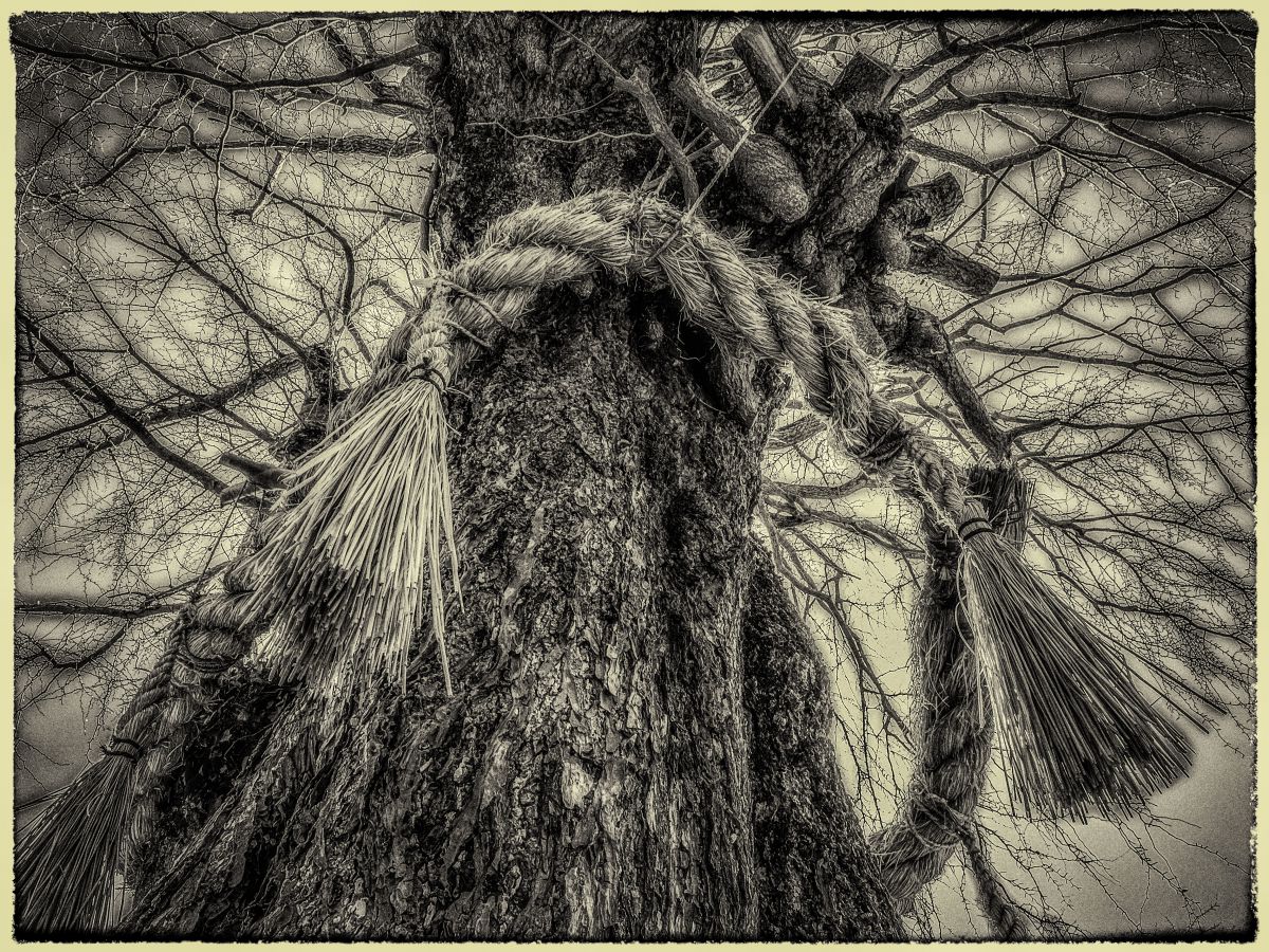 Sacred tree | GANREF