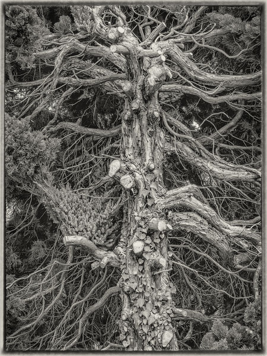 Garden tree | GANREF