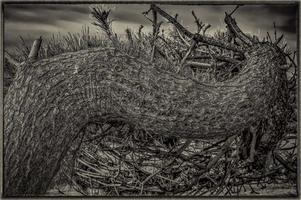 The trace_03 | GANREF