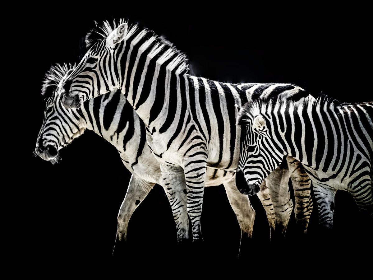 Zebra syndrome_03 | GANREF