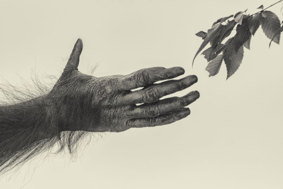 The right hand | GANREF