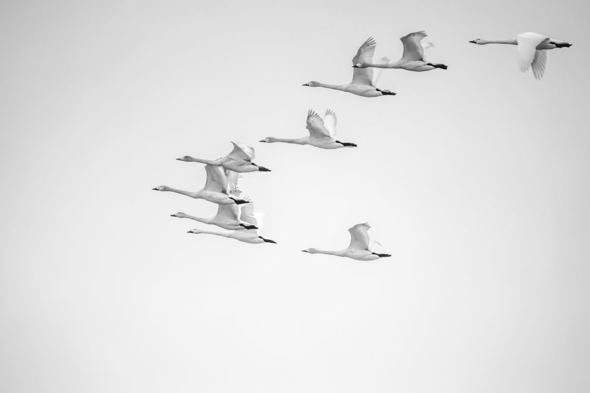 White formation | GANREF