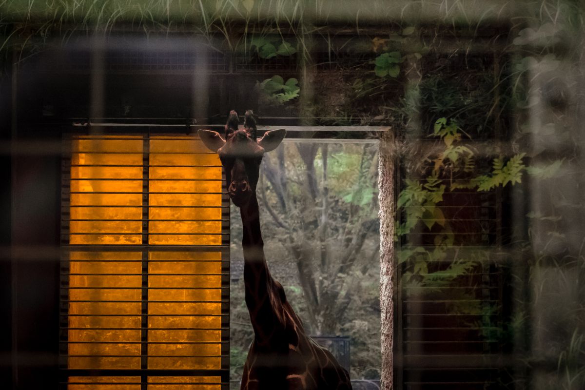 Scene over the window | GANREF