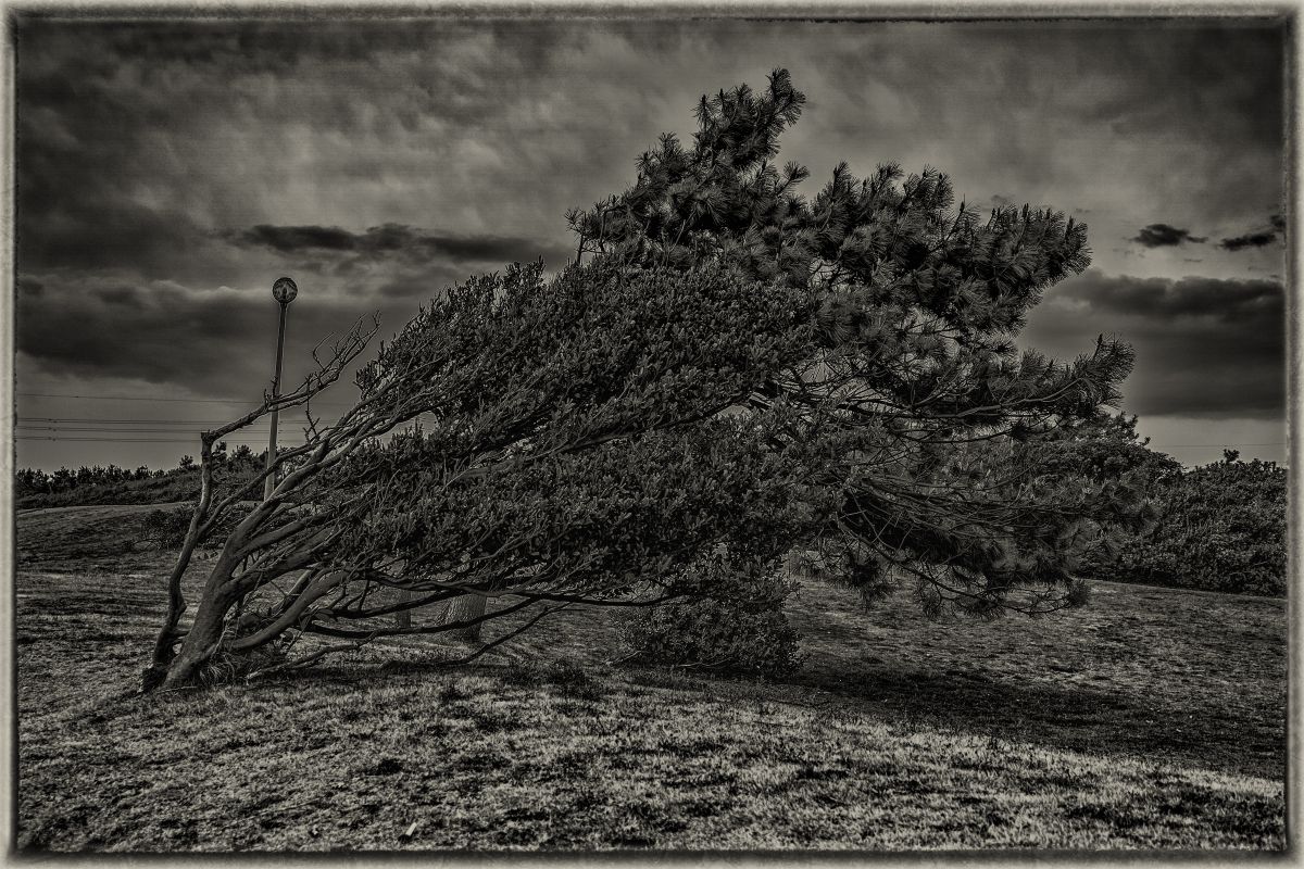 The trace_01 | GANREF