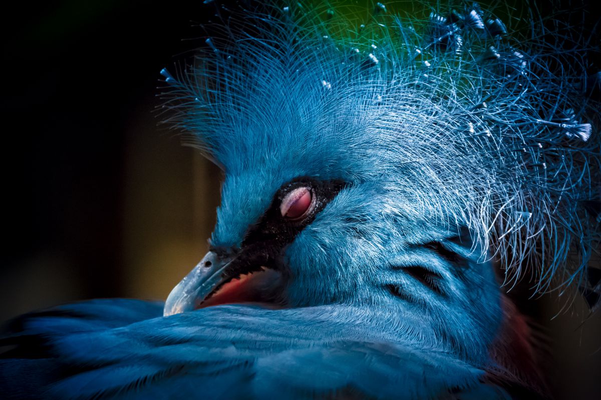 Blue reflection | GANREF