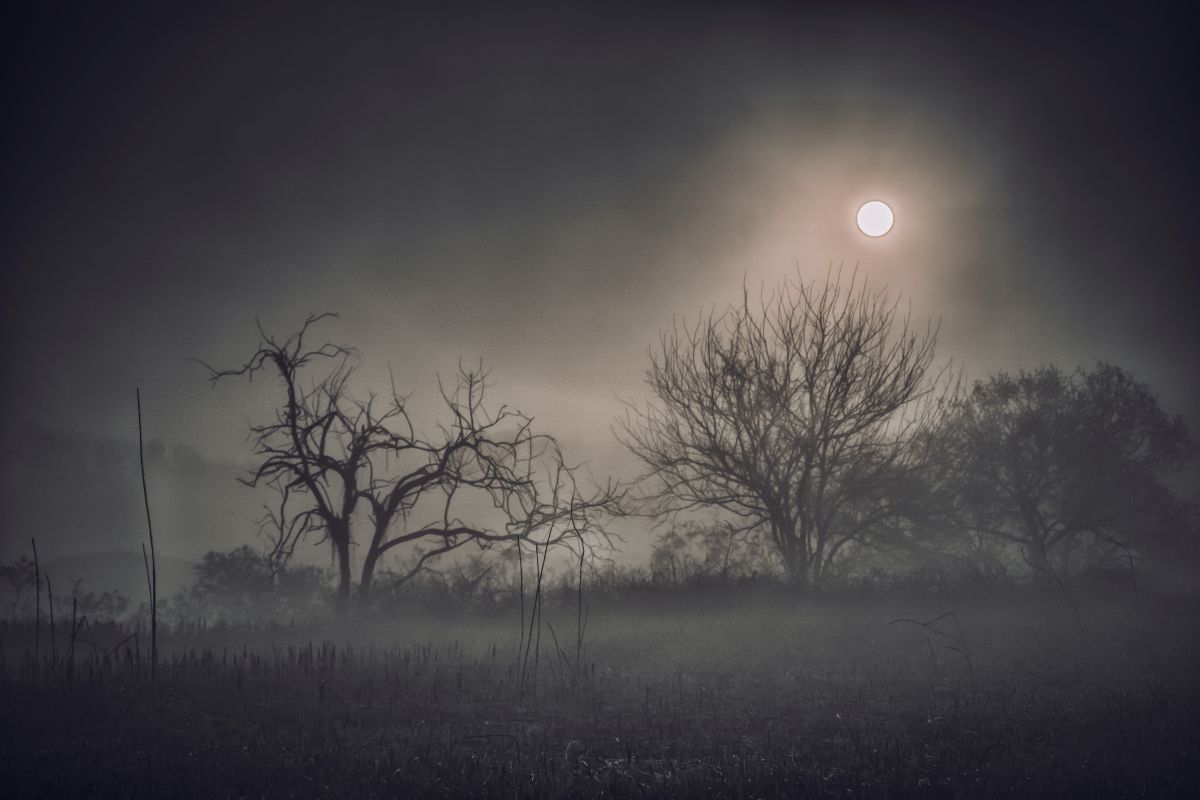 The cold sun | GANREF