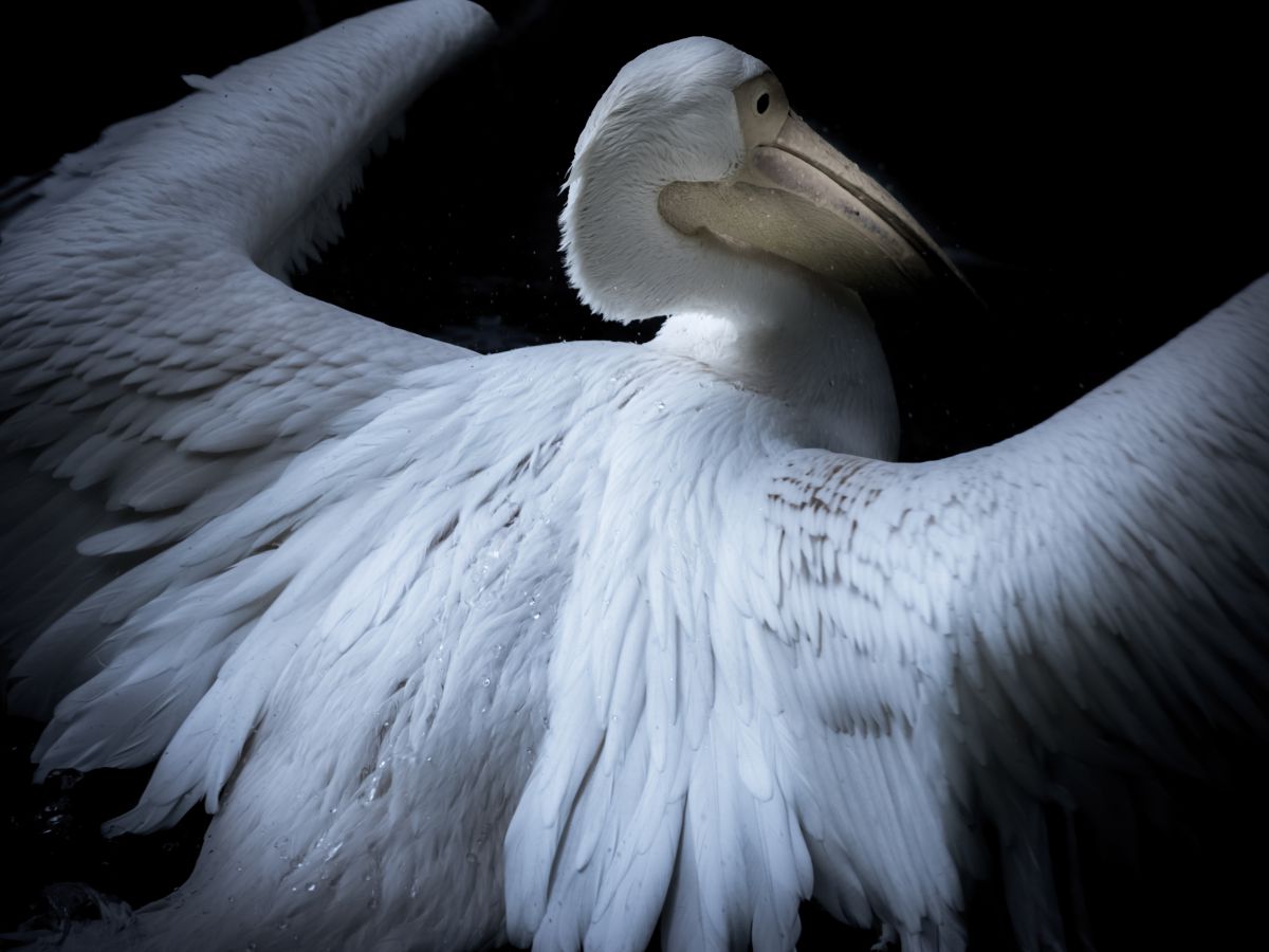 White wings | GANREF