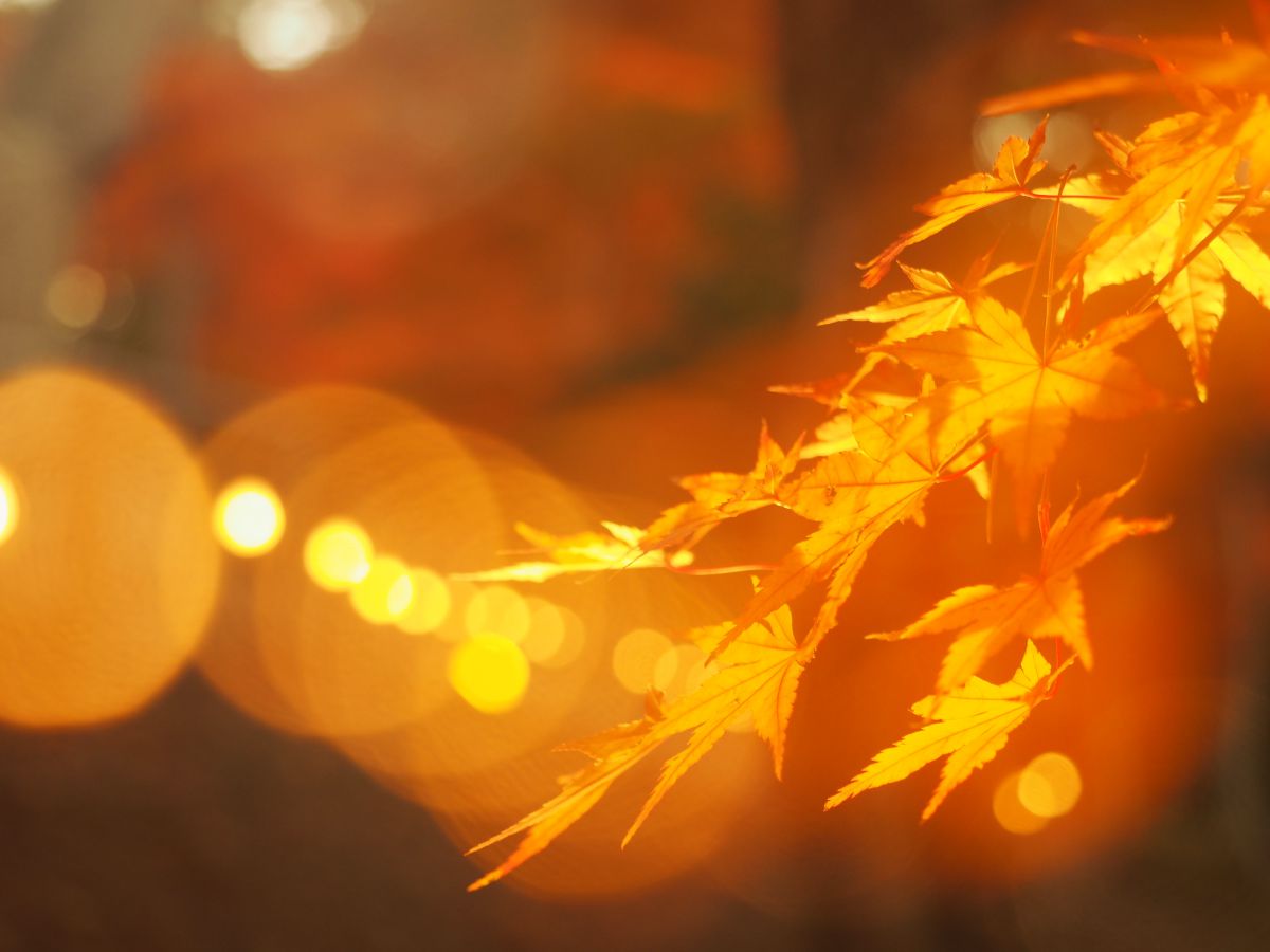 Lit-up maple | GANREF