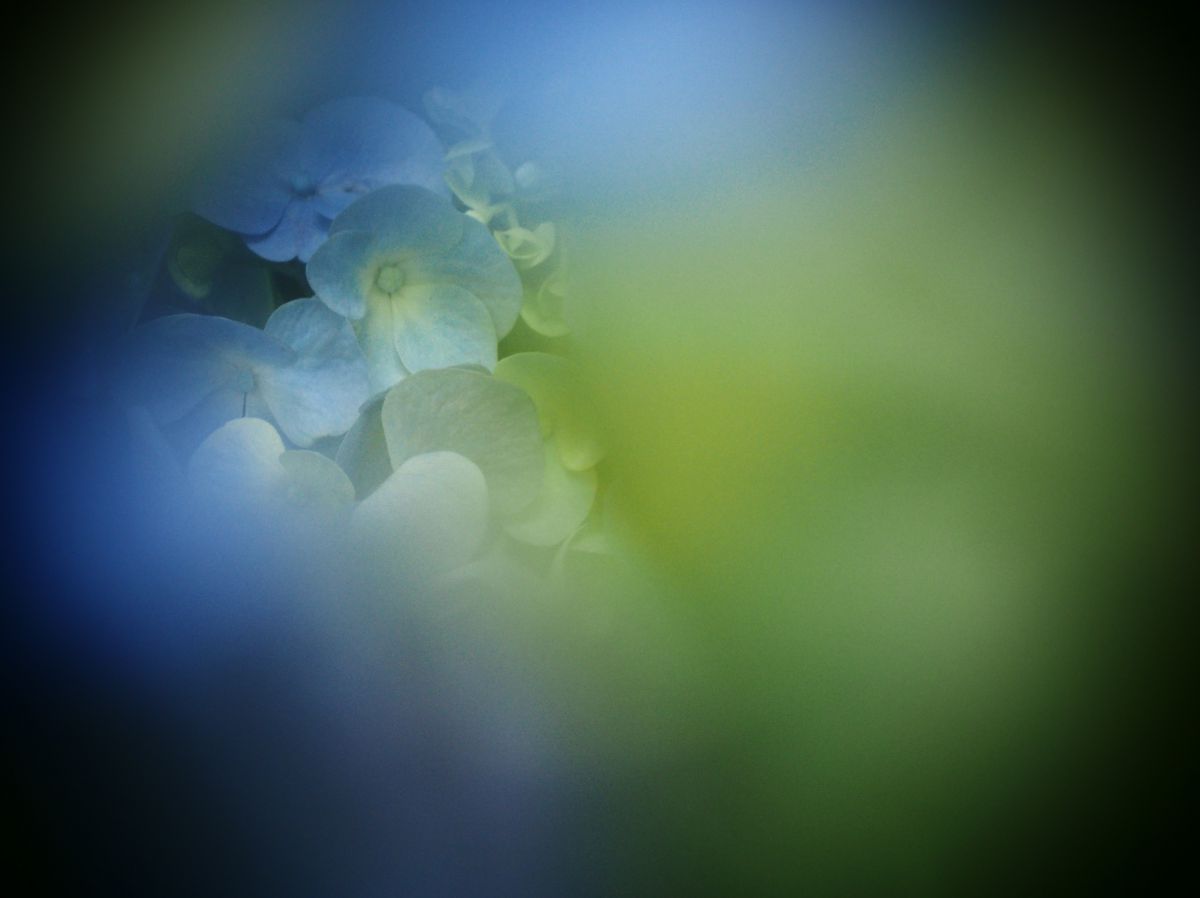 覗く・紫陽花 | GANREF