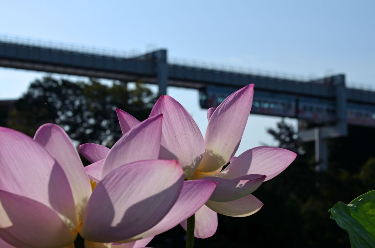 朝日を浴びて | GANREF