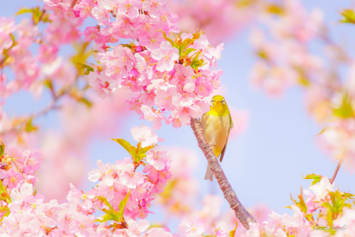 Eye contact | GANREF