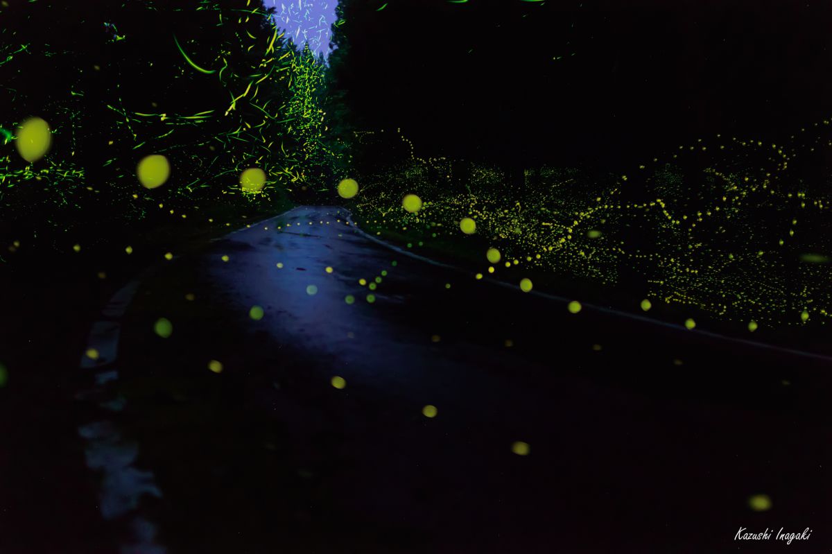 Shining road | GANREF