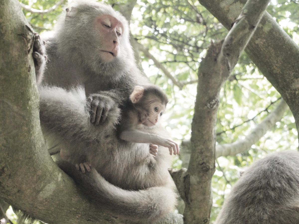 pretty much like ET | GANREF