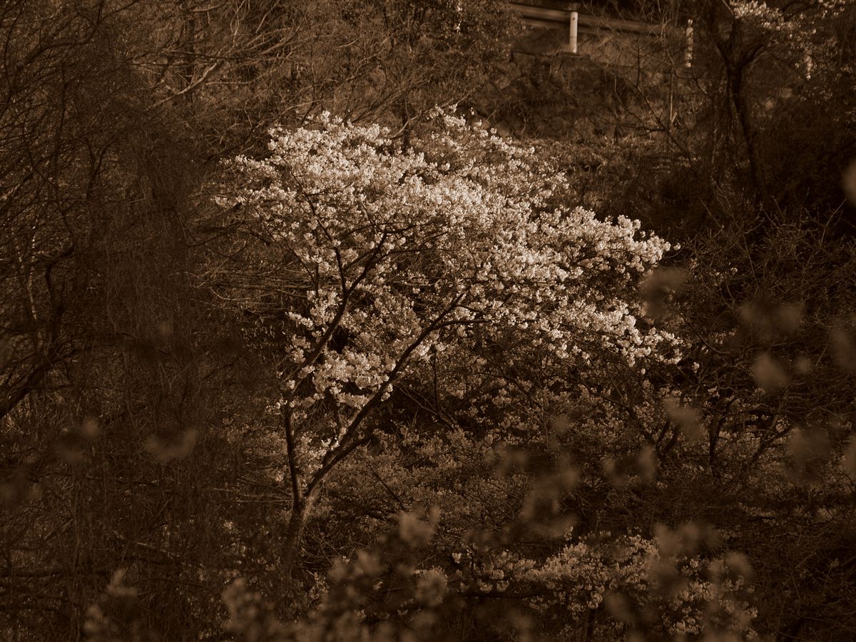 sakura hikage | GANREF