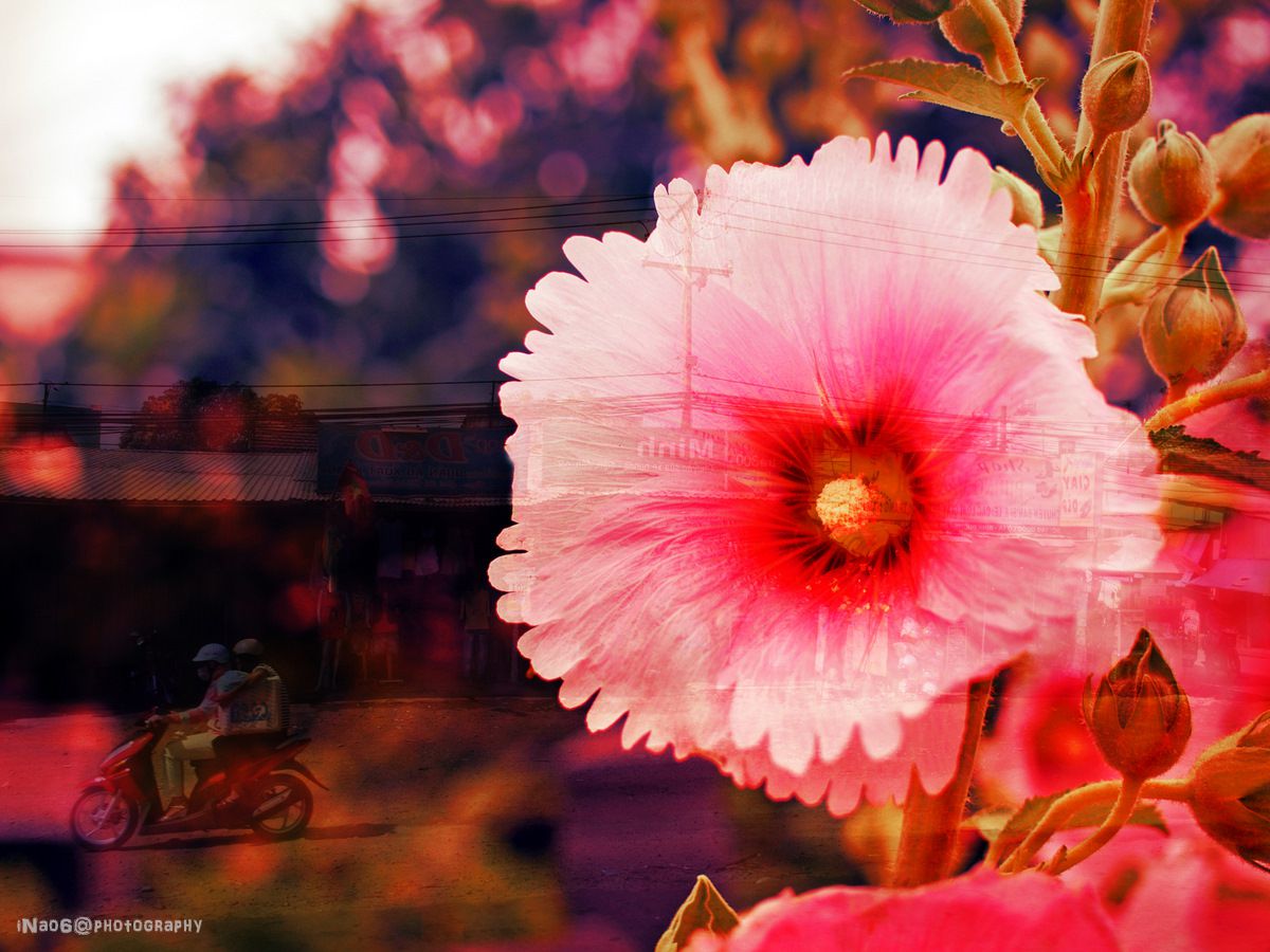 Sayonara satisfaction | GANREF