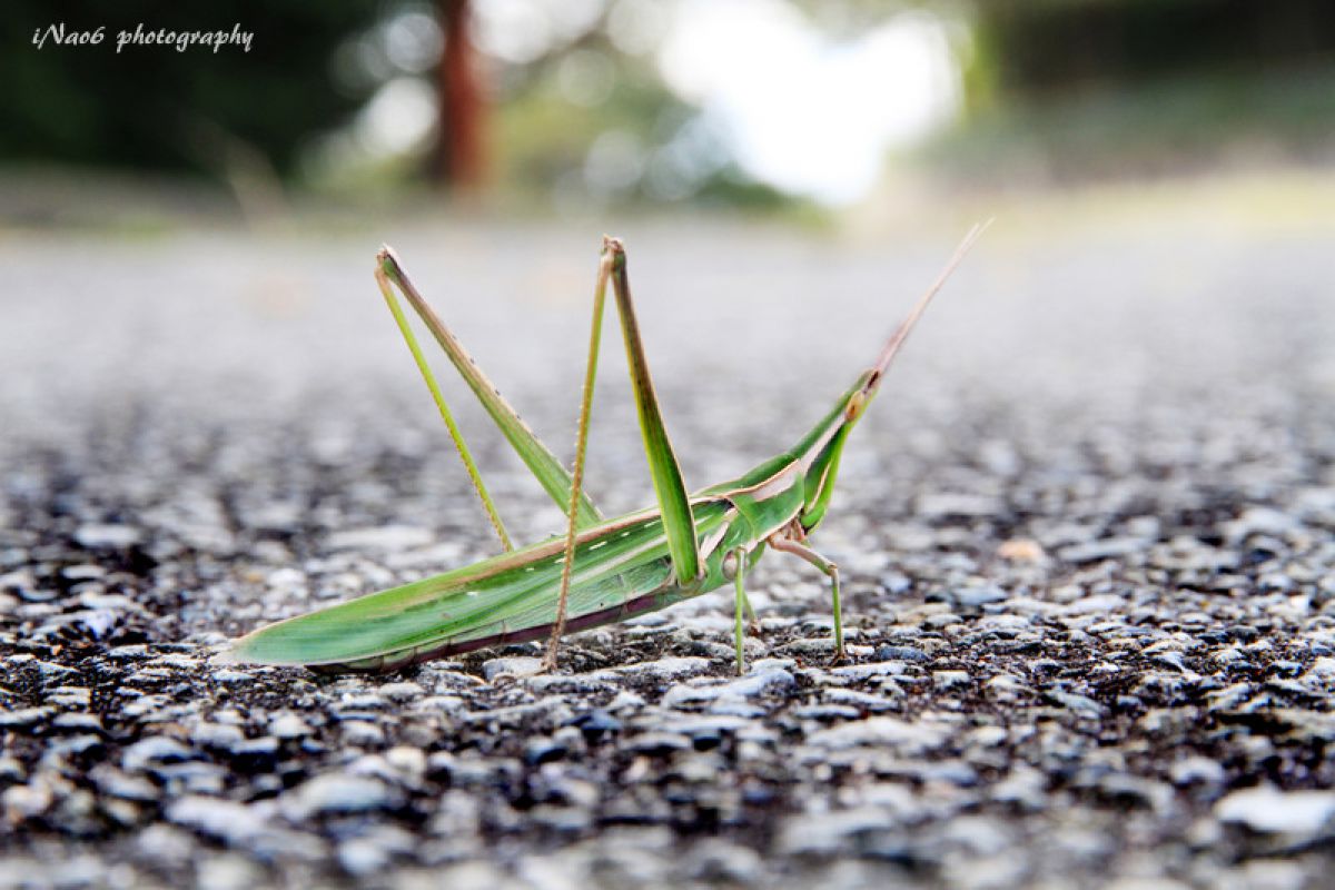 Grass hopperism | GANREF