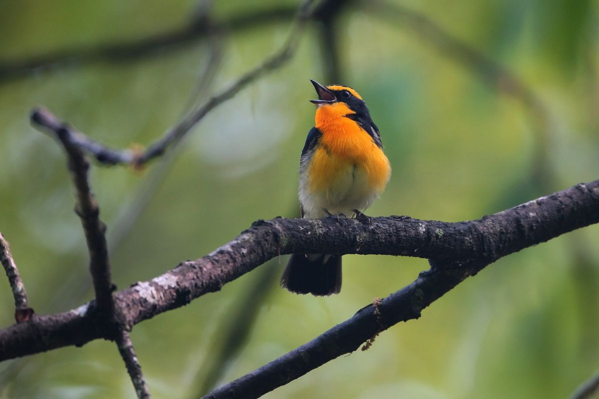 a very beautiful singing voice | GANREF