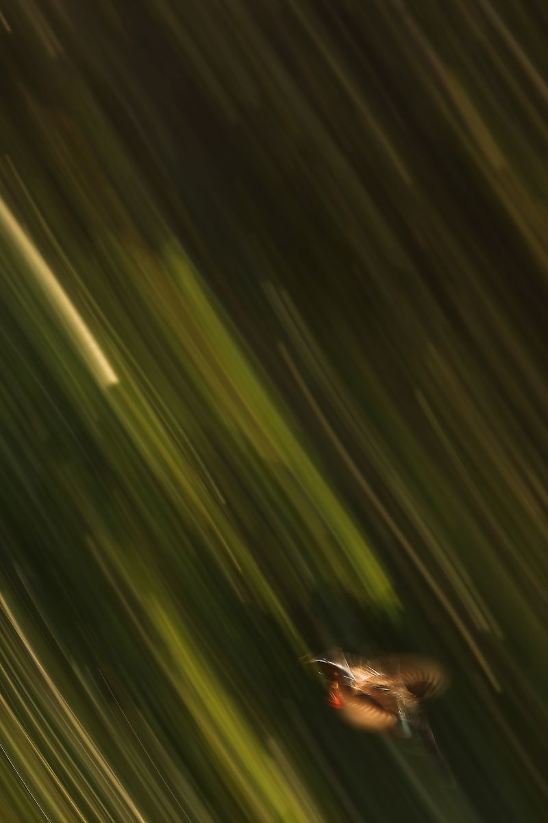 降下中SS1/10 | GANREF