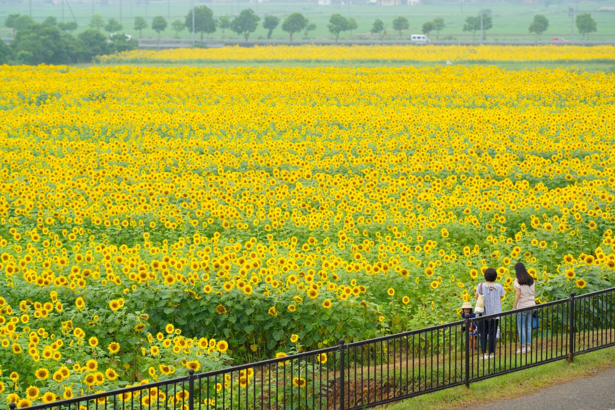 a memory from summer 3 | GANREF