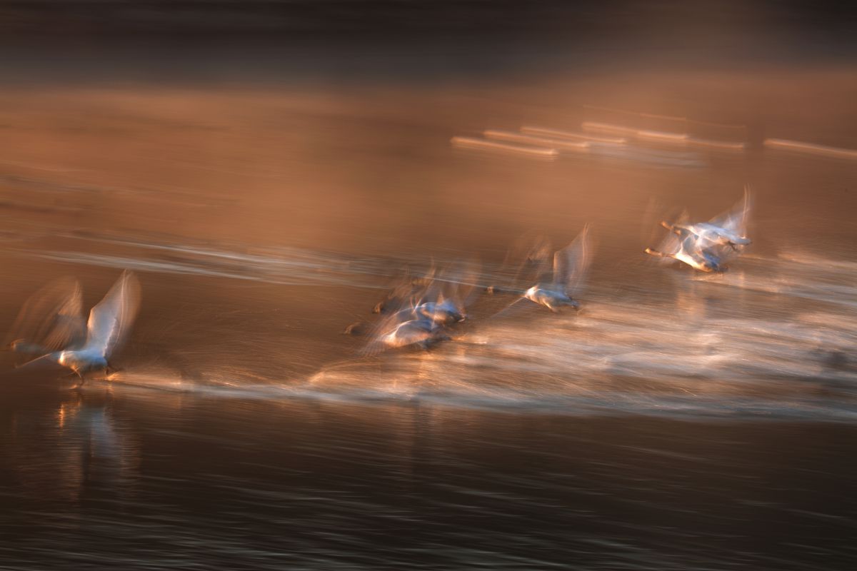 full throttle | GANREF